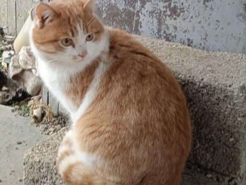 Кот