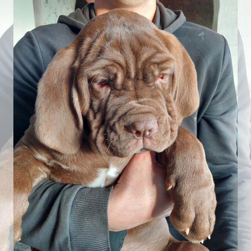 Мастино наполетано