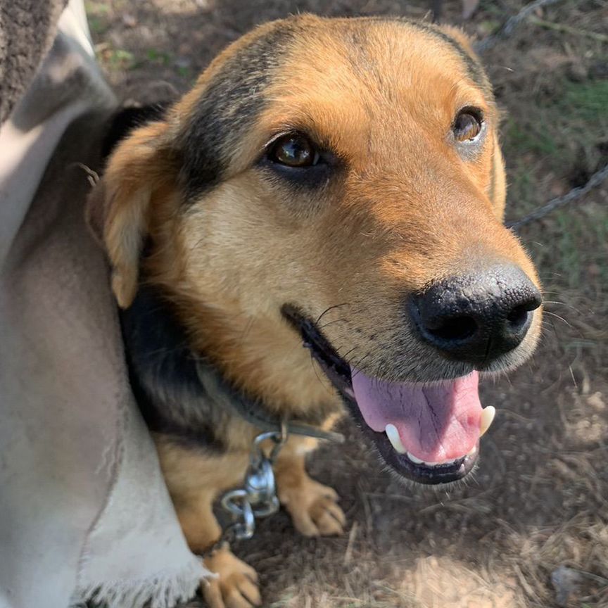 Кобель охрана цепь Артюха