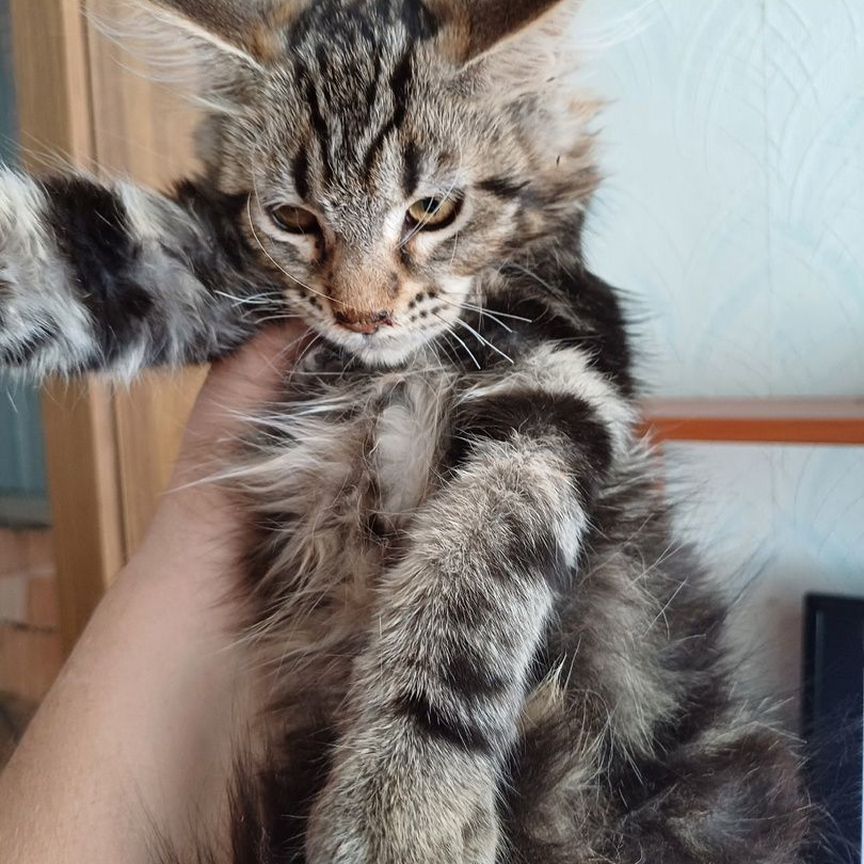 Самая крупная И лучшая порода мейн-кун девочки