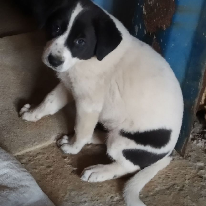 Щенок в добрые руки бесплатно маленькая порода