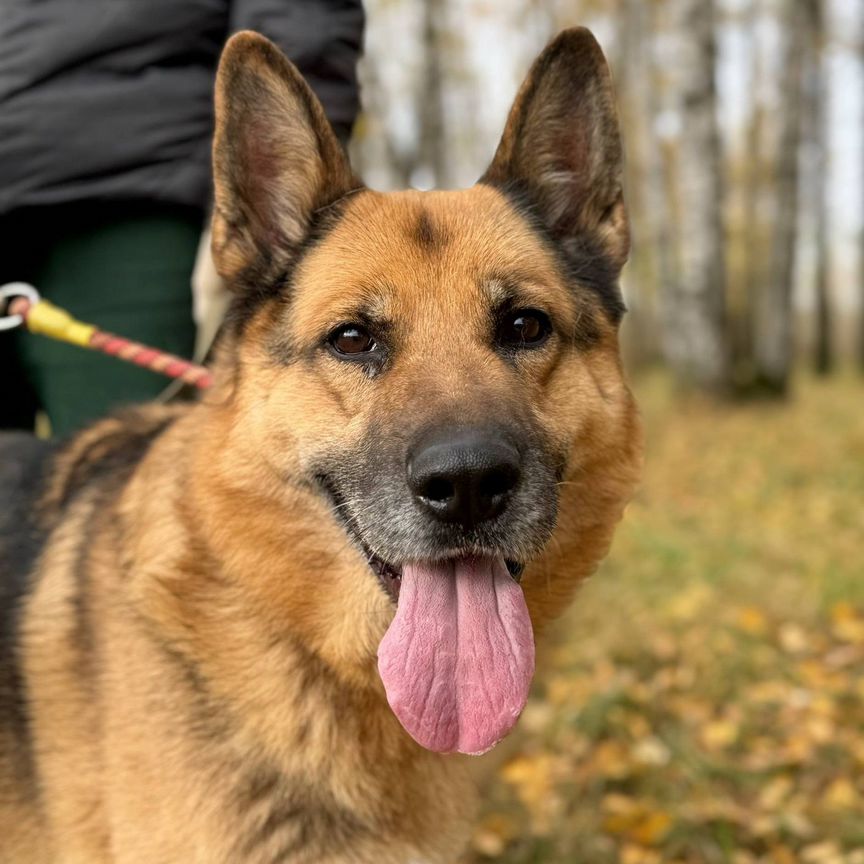 Немецкая овчарка, взрослый пёс