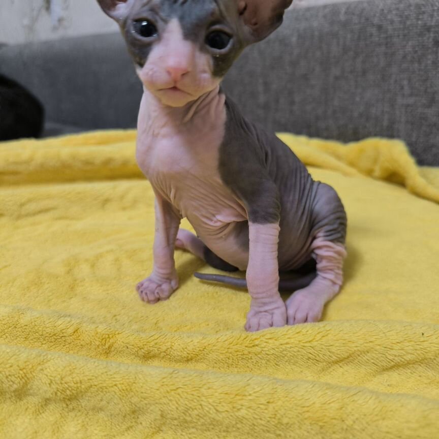 Донской сфинкс котята