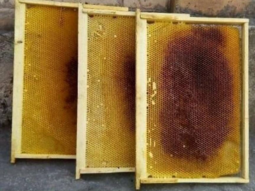 Сушь для пчел