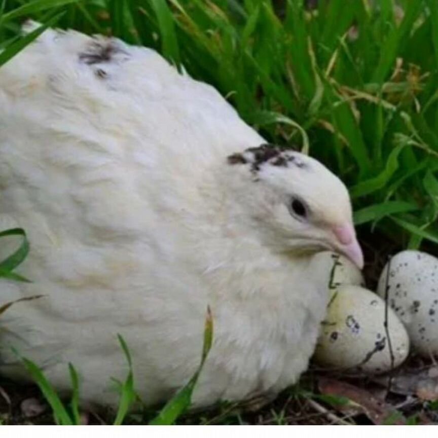 Перепелки несушки