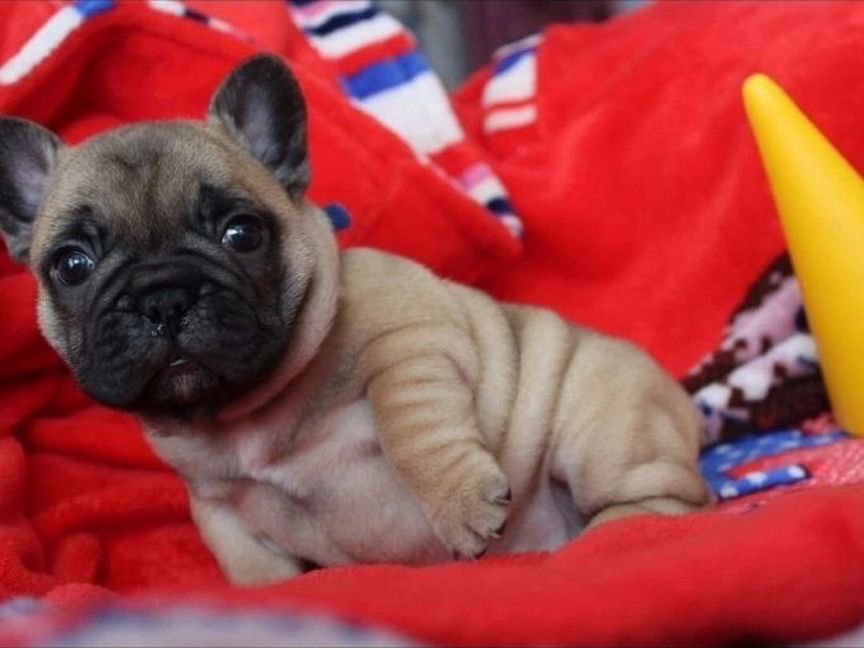 Продажа французских бульдогов