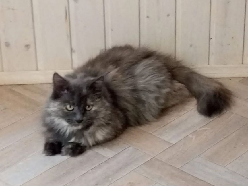 Британская длиношерстная кошка