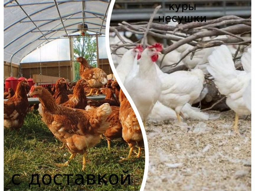 Куры 9 -10 мес