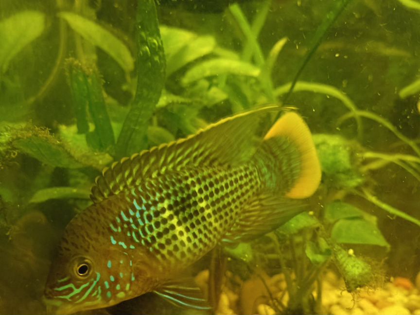 Аккара бирюзовая