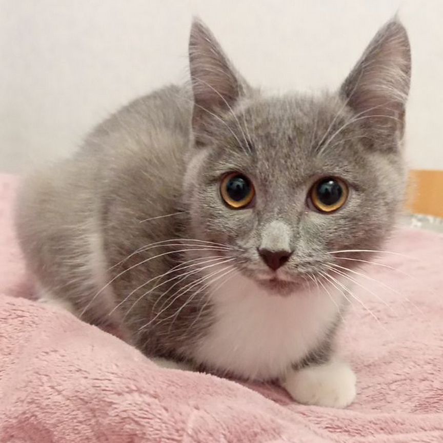 Котёнок в добрые руки