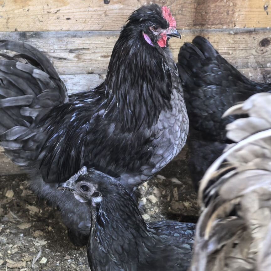 Продам молодых петушков