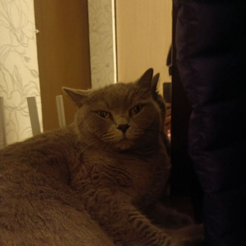 Британская кошка бесплатно