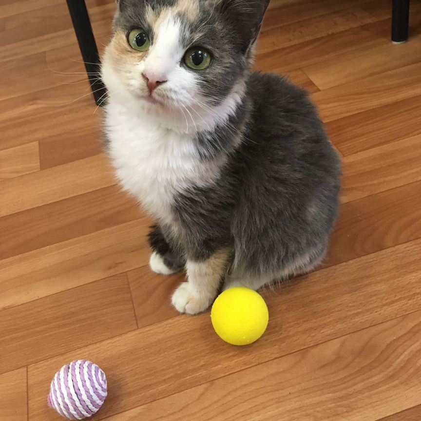 Вечный котёнок