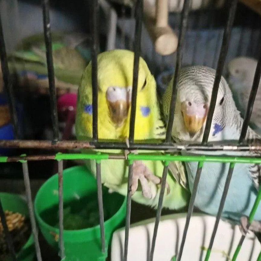 Птенцы волнистый попугай москва