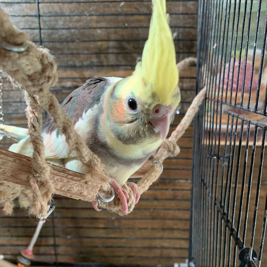 Птенцы попугая корелла