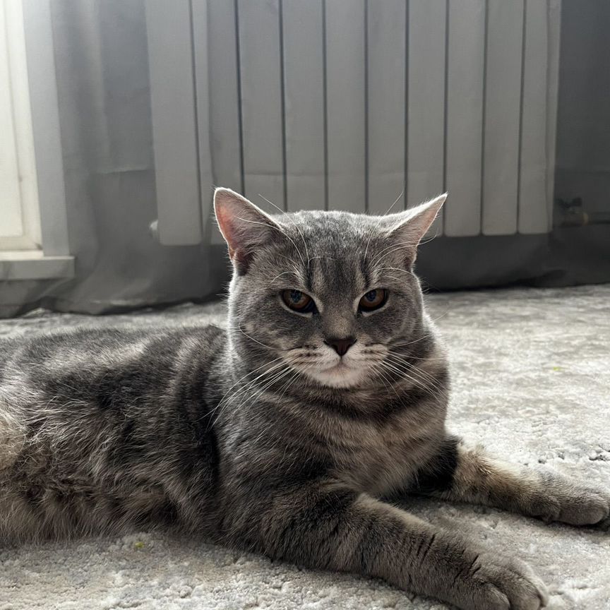 Британский кот вязка
