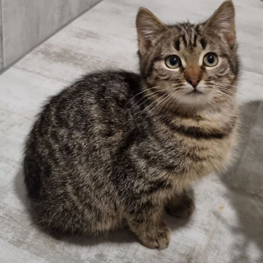 Котята мальчики 4 мес