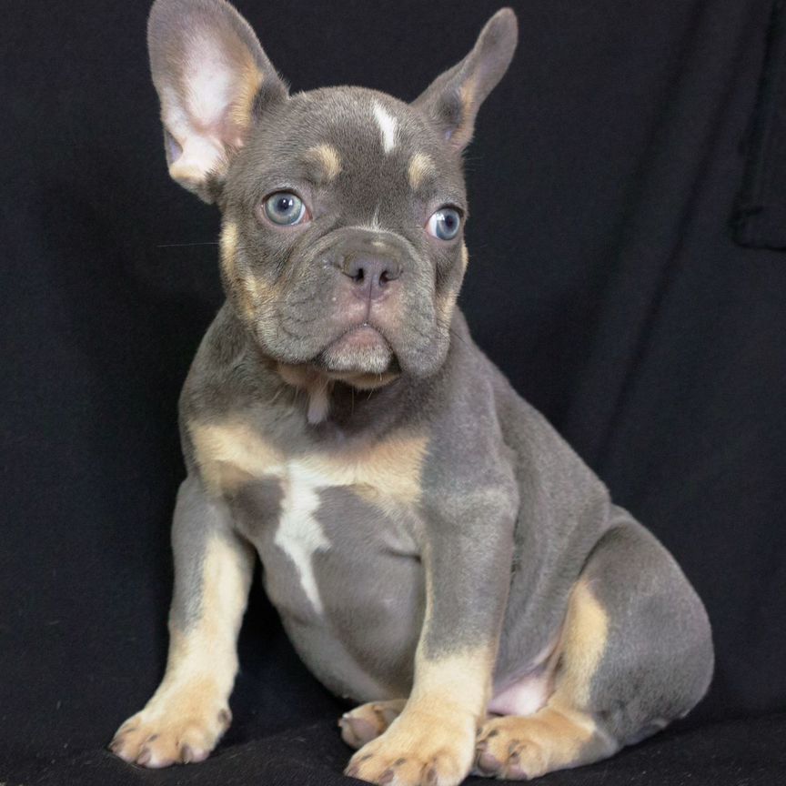 Французский бульдог, щенок