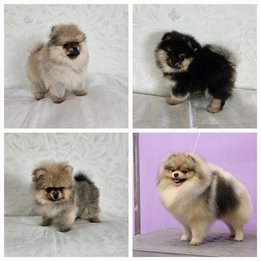 Щенки шпица с документами и клеймом