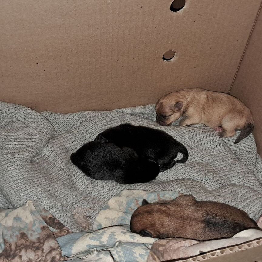 Продам шпицов мальчик и три девочки