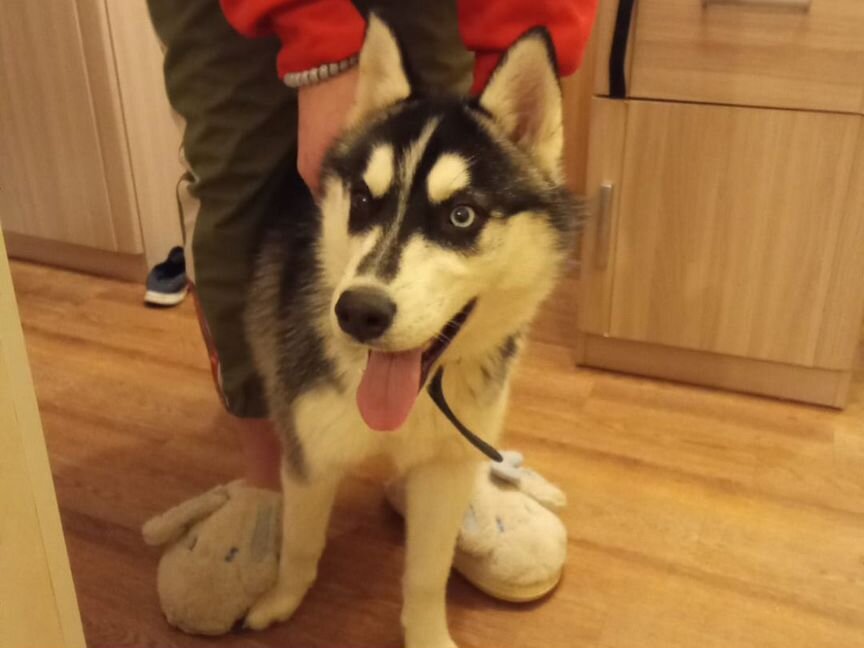 Сибирский хаски