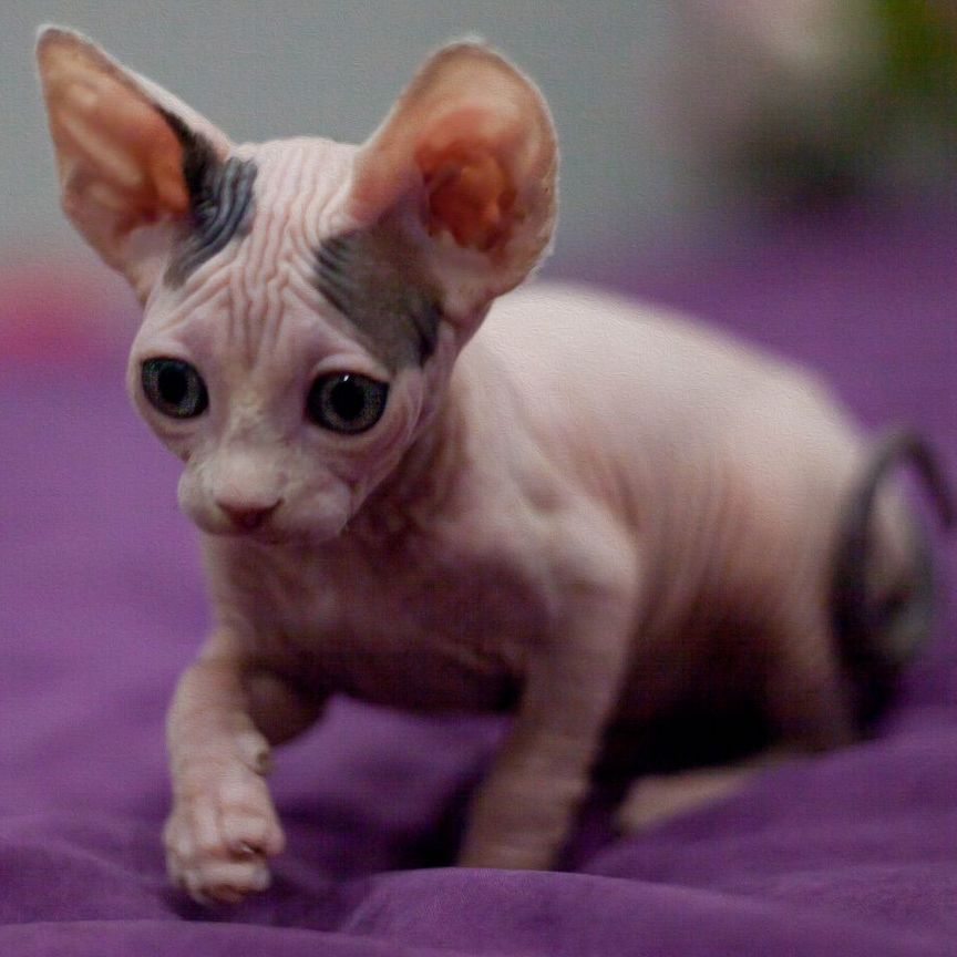 Канадский сфинкс котёнок