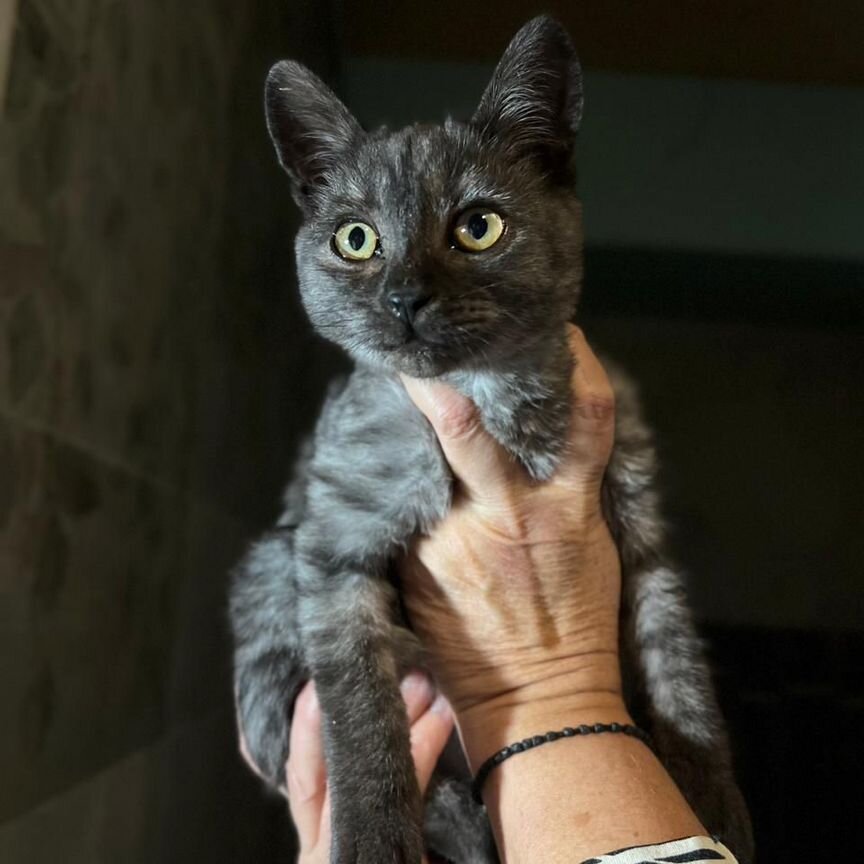 Отдам в добрые руки