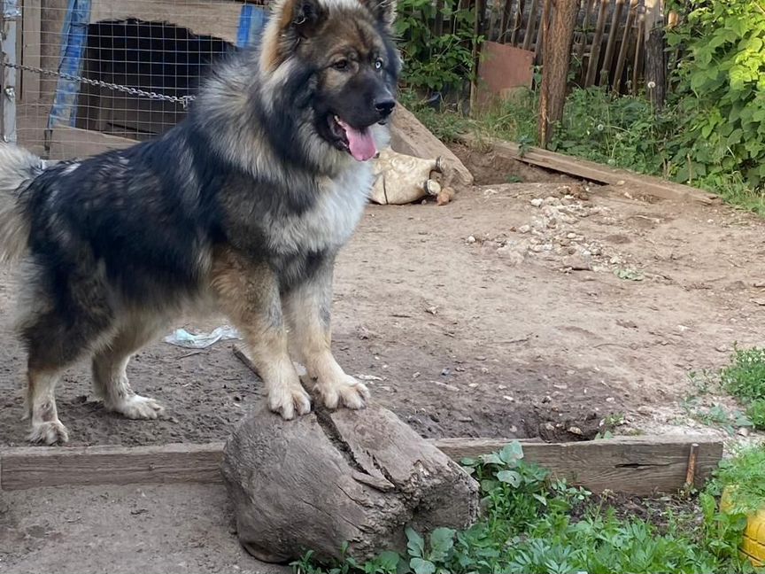 Метис овчарки