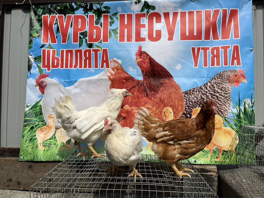 Куры молодки несушки