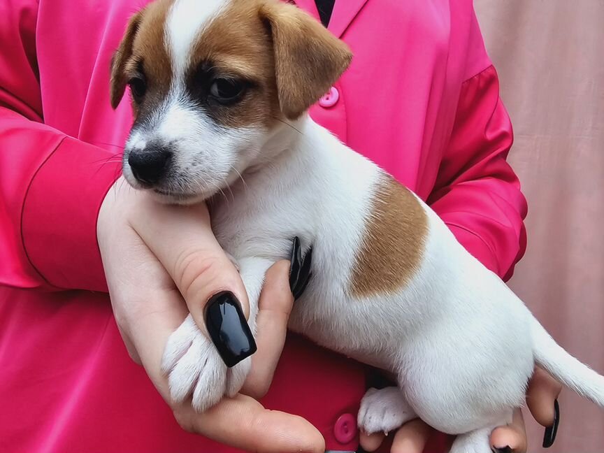 Малыши Джек рассела