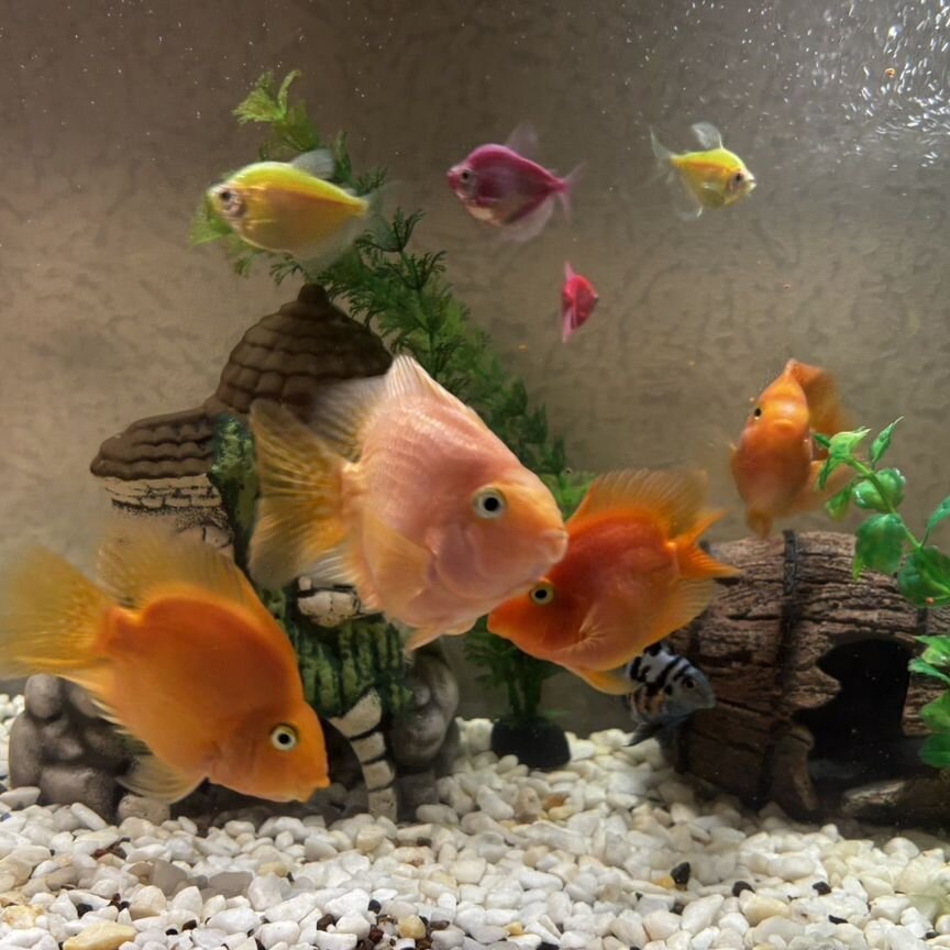 Готовый аквариум на 100 литров