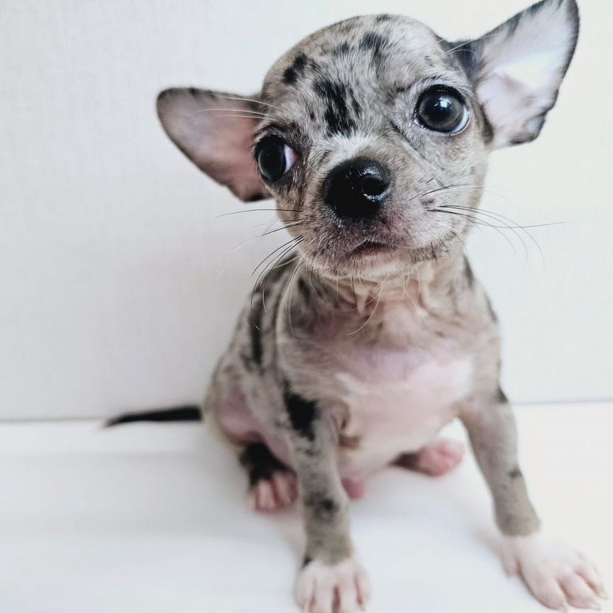 Щенки чихуахуа мини