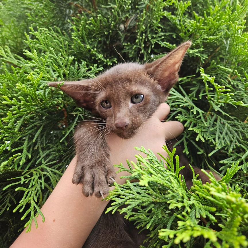 Ориентальные котята