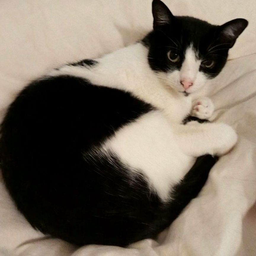 Взрослый кот в добрые руки