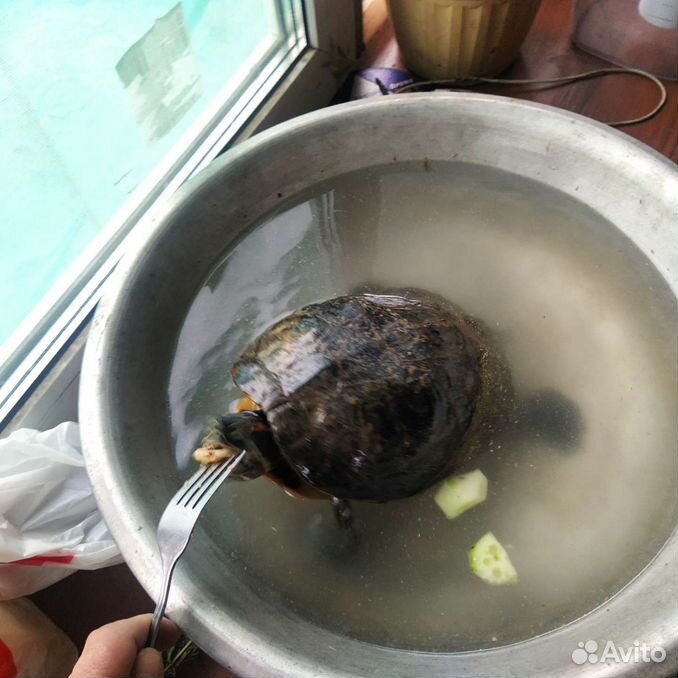 Черепаха водоплавающая