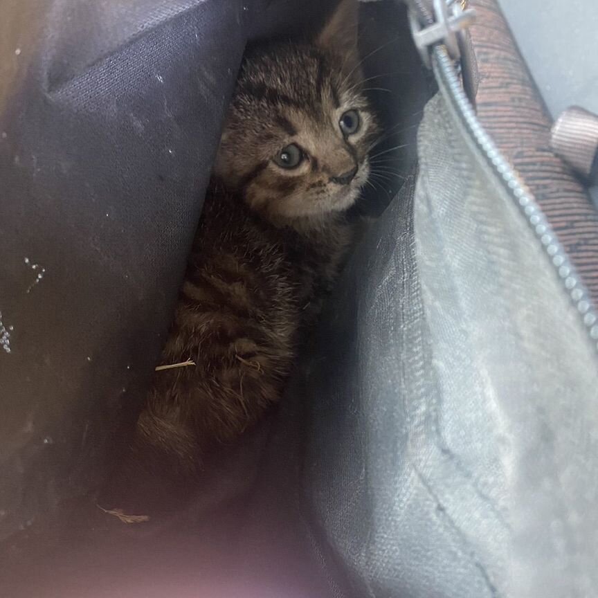 Котенок