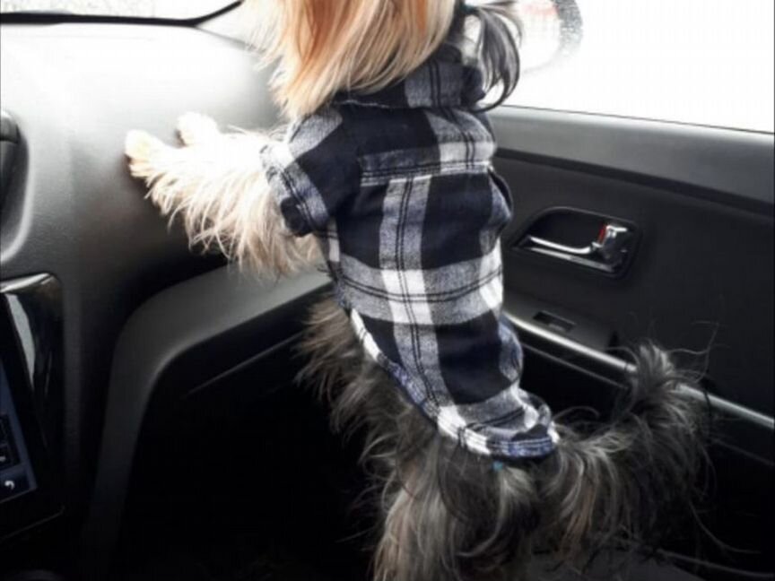 Продаются щенки мини йорка