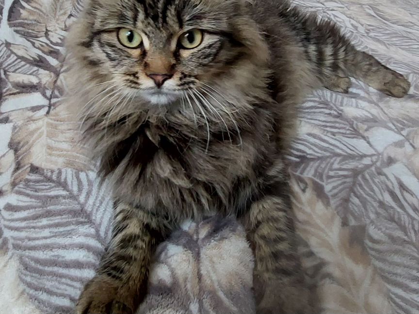 Кот Барсик