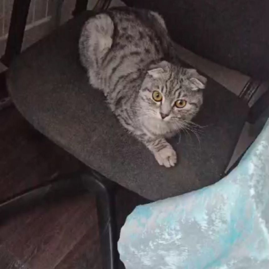 Ляля в добрые руки