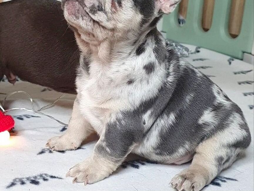 Французы,Лиловый мрамор