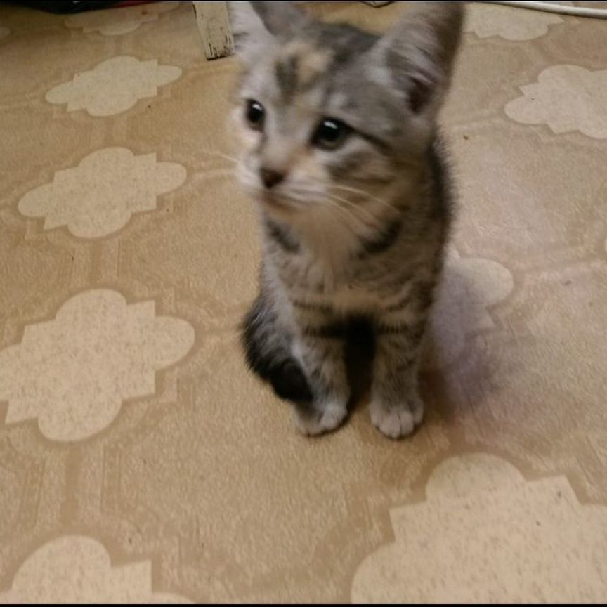 Нуждаются в доме кошечки-девочки