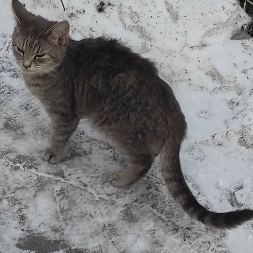 Котёнку 7 мес. а выглядет на 3 мес