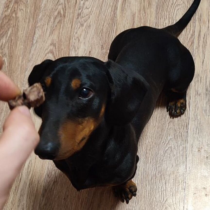 Найдена такса