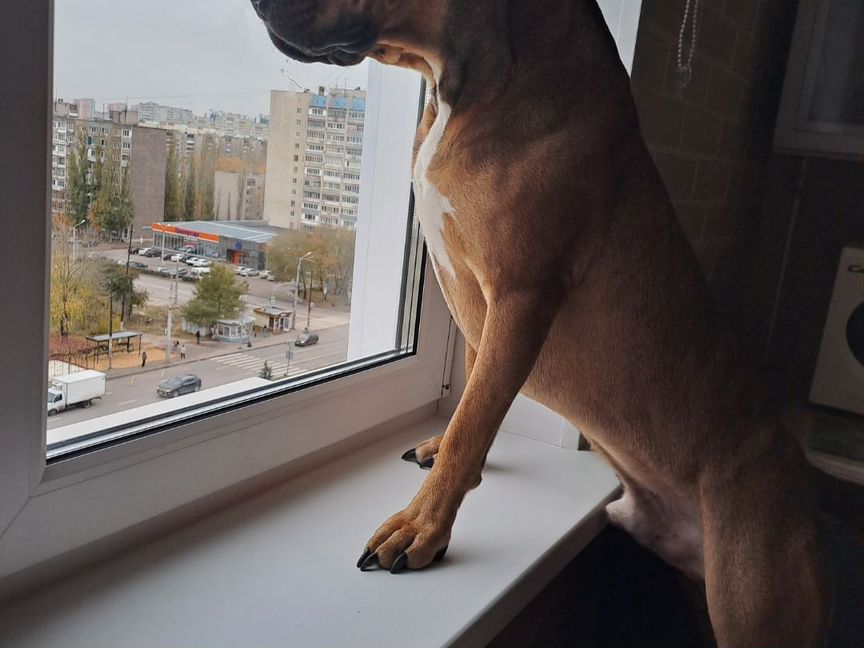 Стаффорд вязка бесплатно