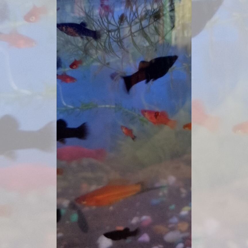 Меченосцы и мулинезии