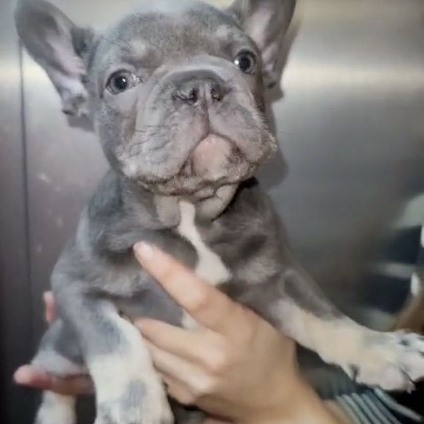 Французский бульдог