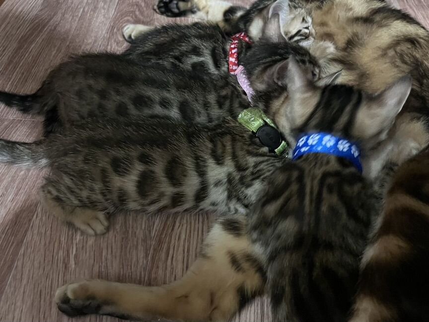 Бенгальские котята