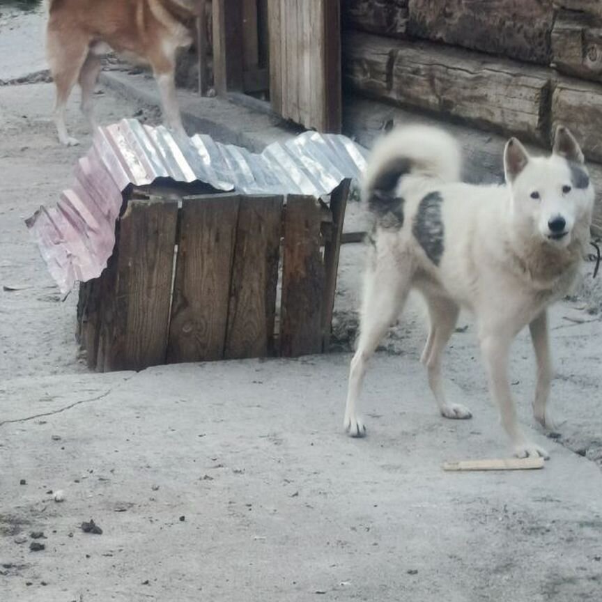 Лайка, взрослый пёс