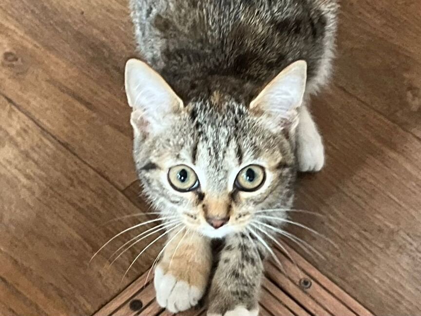 4 котеночка ищут маму и папу