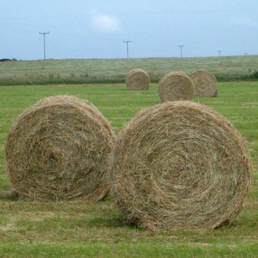 Продам сено в рулонах